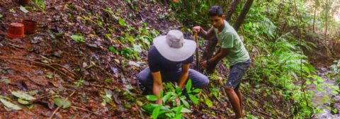 How to grow Iboga ? Growing Iboga explained - Iboga Therapy