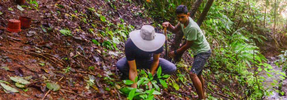 How to grow Iboga ? Growing Iboga explained - Iboga Therapy